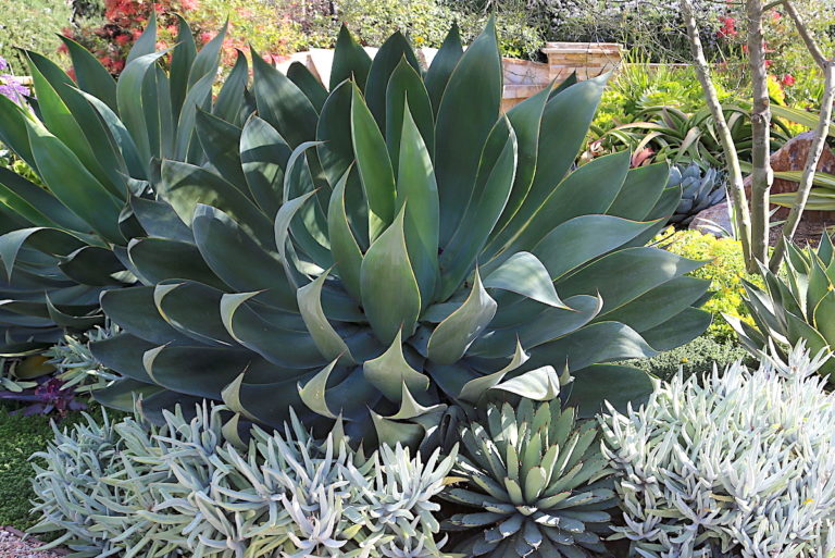 Agave Uses, Photos, IDs, Varieties | Debra Lee Baldwin, Succulent Expert