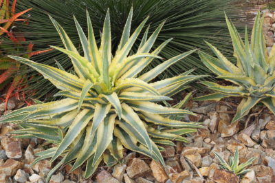 Agave Uses, Photos, IDs, Varieties | Debra Lee Baldwin, Succulent Expert