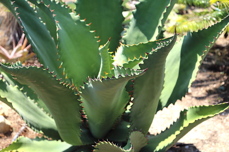 Agave Uses, Photos, IDs, Varieties | Debra Lee Baldwin, Succulent Expert