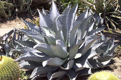 Agave Uses, Photos, IDs, Varieties | Debra Lee Baldwin, Succulent Expert