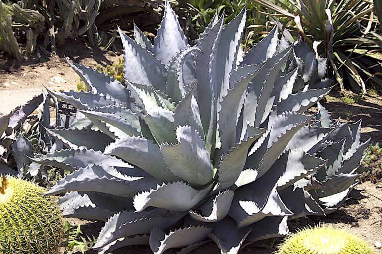 Agave Uses, Photos, IDs, Varieties | Debra Lee Baldwin, Succulent Expert