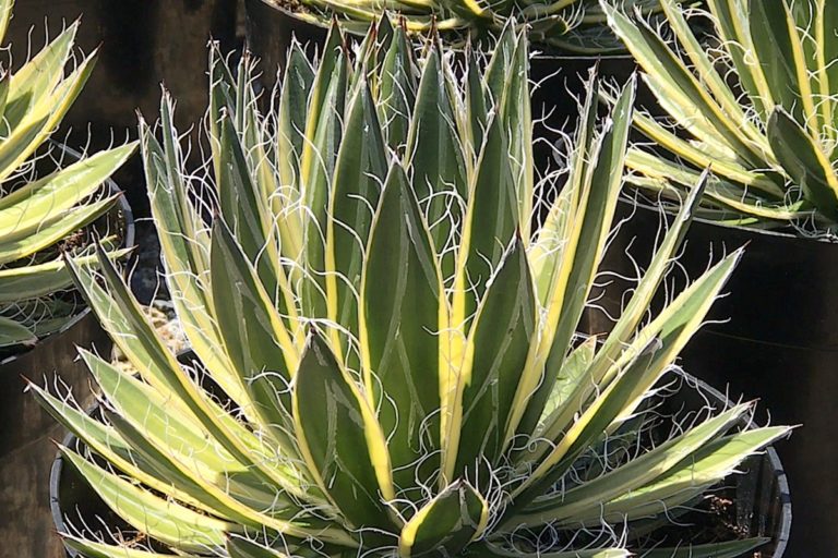 Agave Uses, Photos, IDs, Varieties | Debra Lee Baldwin, Succulent Expert