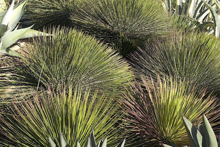 Agave Uses, Photos, IDs, Varieties | Debra Lee Baldwin, Succulent Expert