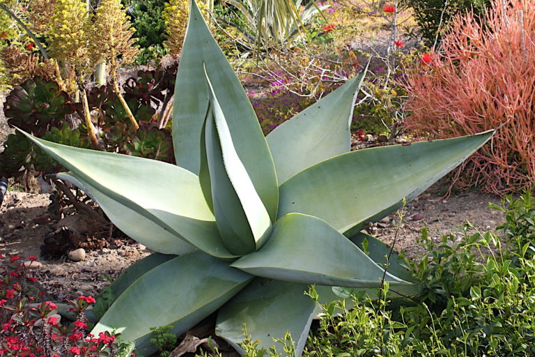 Agave Uses, Photos, IDs, Varieties | Debra Lee Baldwin, Succulent Expert