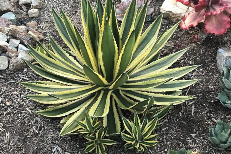Agave Uses, Photos, IDs, Varieties | Debra Lee Baldwin, Succulent Expert