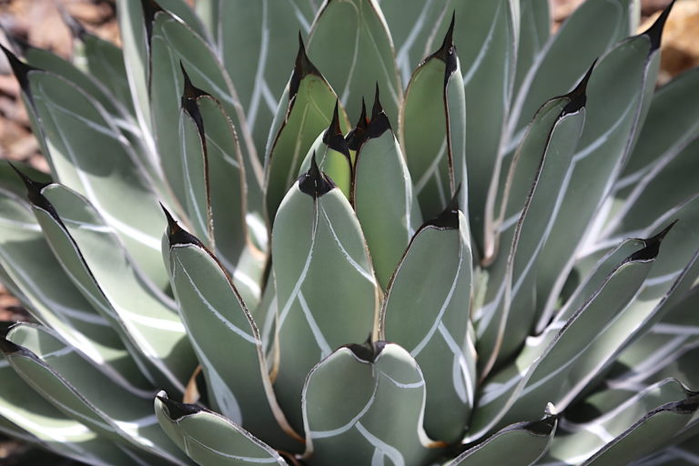 Agave Uses, Photos, IDs, Varieties | Debra Lee Baldwin, Succulent Expert