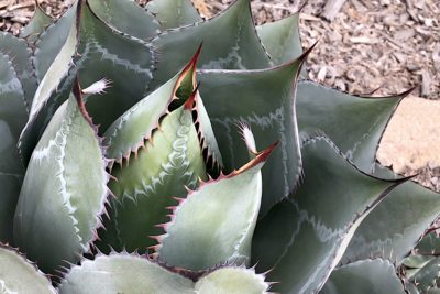 Agave Uses, Photos, IDs, Varieties | Debra Lee Baldwin, Succulent Expert