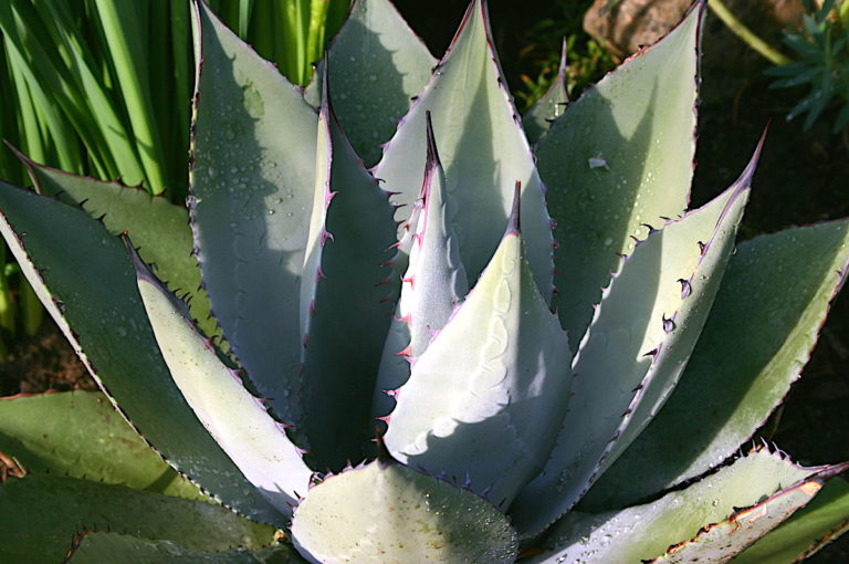 Agave Uses, Photos, IDs, Varieties | Debra Lee Baldwin, Succulent Expert