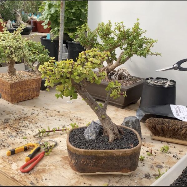 Success with Stapeliads (Carrion Flowers) - Debra Lee Baldwin