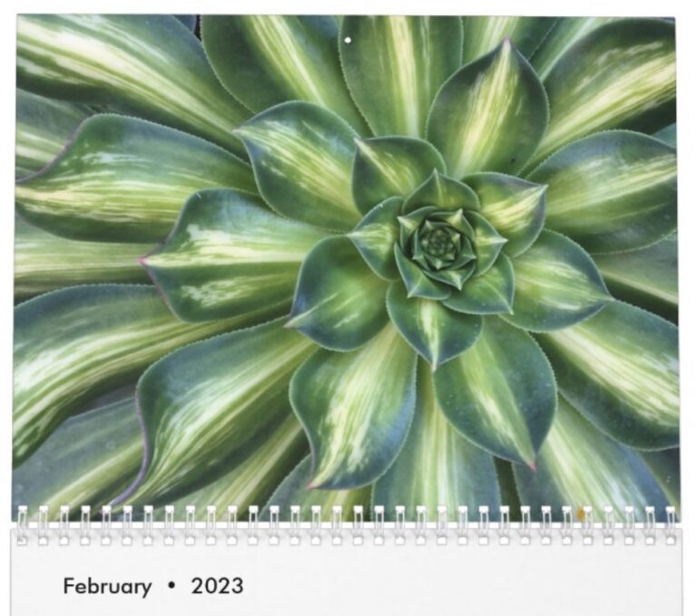 Two New Succulent Calendars - Debra Lee Baldwin