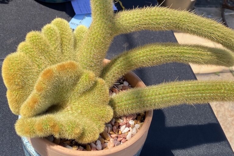 Crested and Monstrose Succulents with Normals - Debra Lee Baldwin