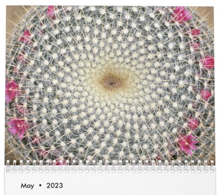 Two New Succulent Calendars - Debra Lee Baldwin