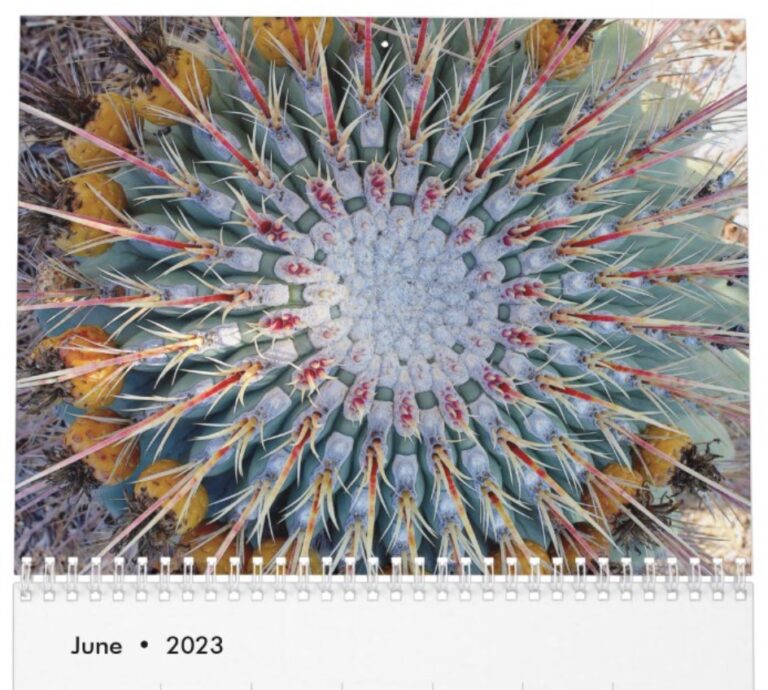 Two New Succulent Calendars - Debra Lee Baldwin