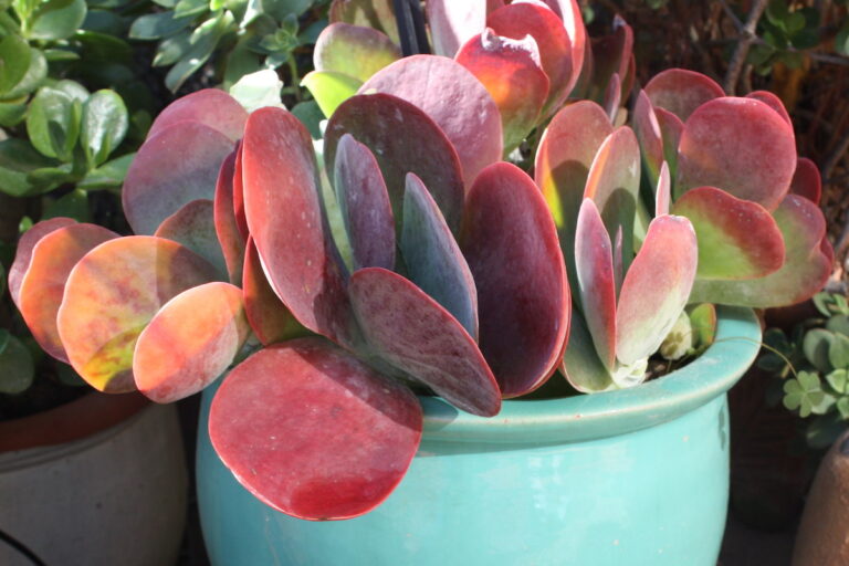 About Kalanchoe luciae (succulent flapjacks) - Debra Lee Baldwin