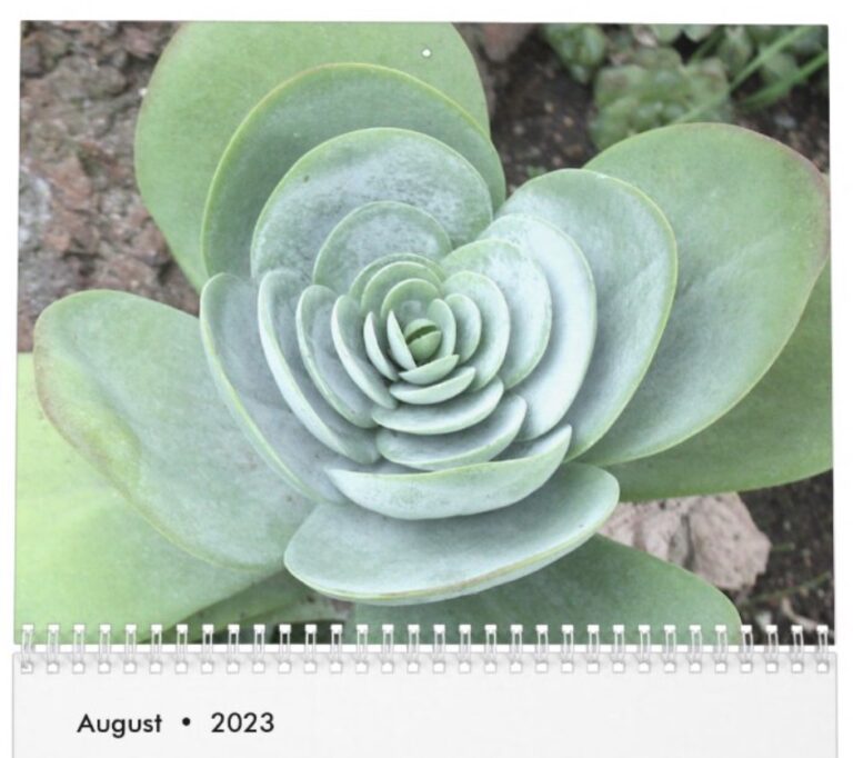 Two New Succulent Calendars - Debra Lee Baldwin