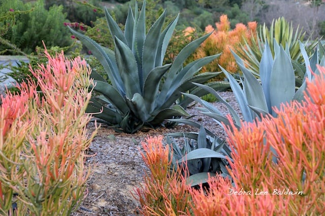 Succulent Basics, Must-Do's, FAQs, Essentials for Success | Debra Lee ...