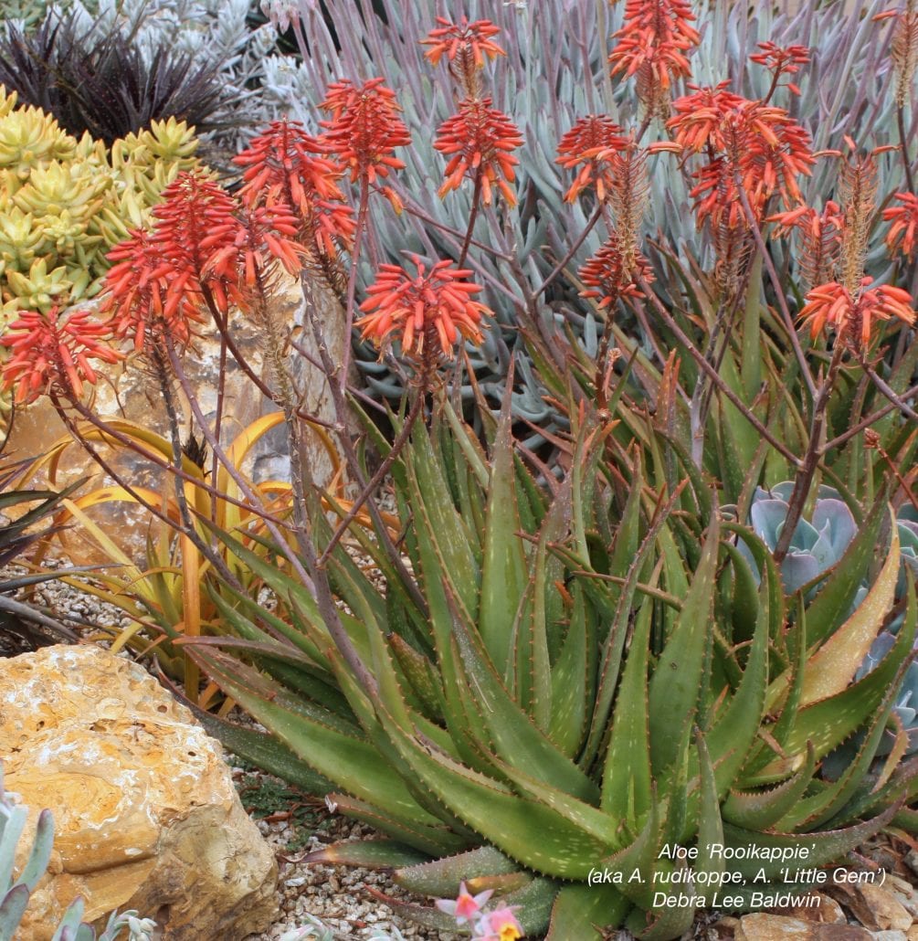 Aloe 'Rooikappie' aka 'Little Gem' and rudikoppe, 'Cynthia Giddy' is ...