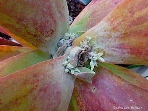 Should You Let Your Flapjack Plants Bloom? - Debra Lee Baldwin