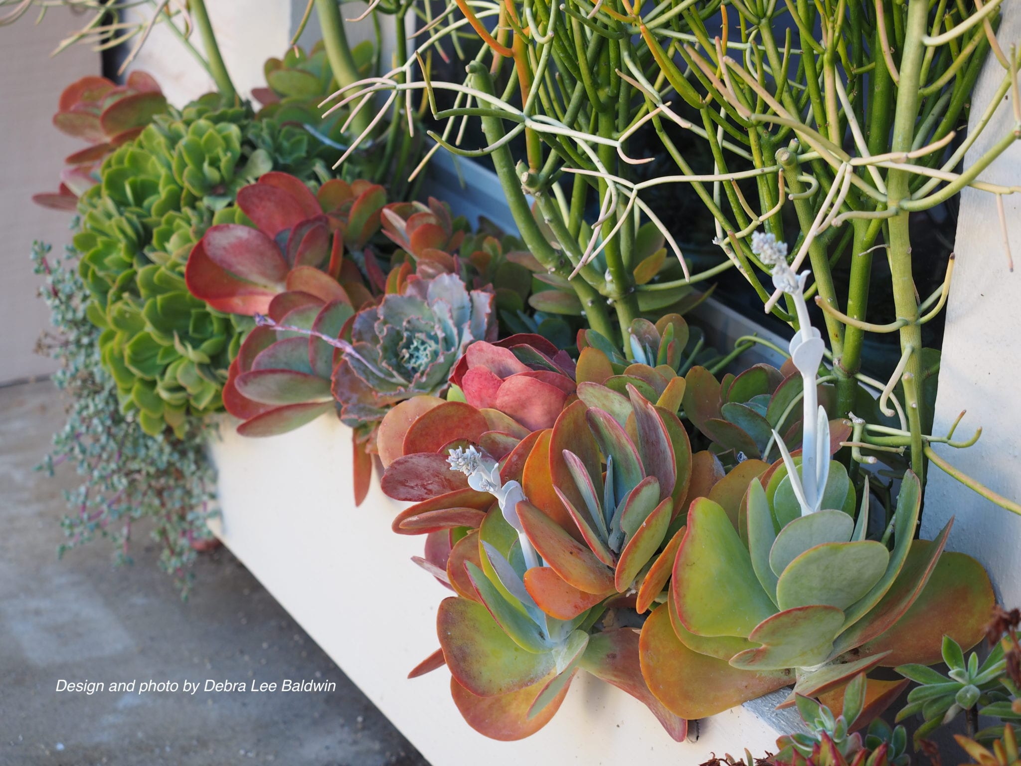Should You Let Your Flapjack Plants Bloom? - Debra Lee Baldwin