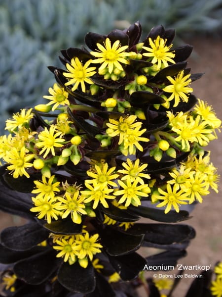 Aeonium varieties ID'd by succulent author Debra Lee Baldwin