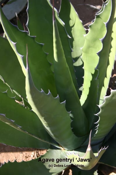 Agaves: What You Need to Know, Plant IDs, Video Links