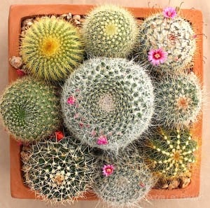 Cactus: Info, Photos and IDs