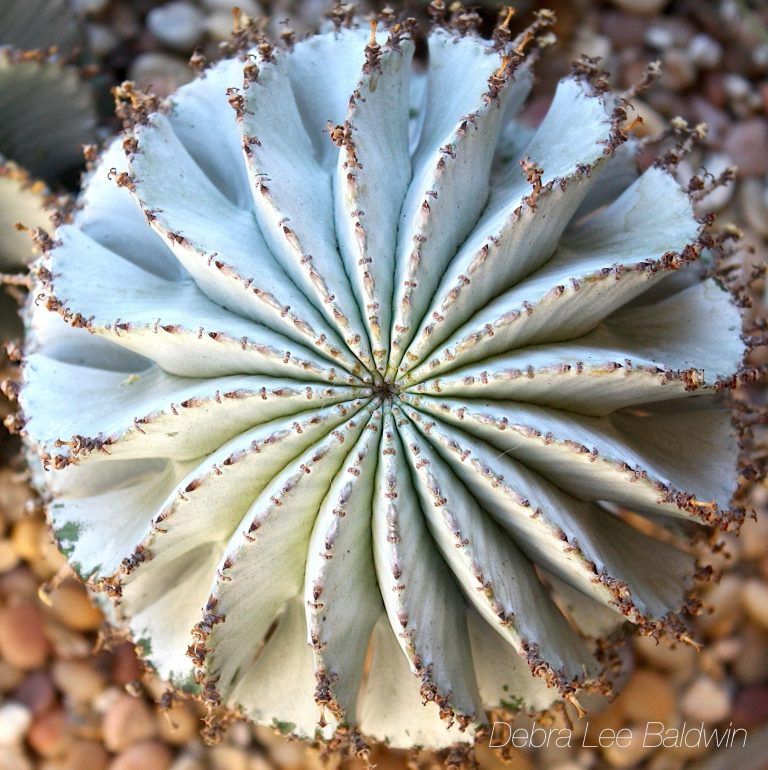 Create a Succulent Meditation Garden
