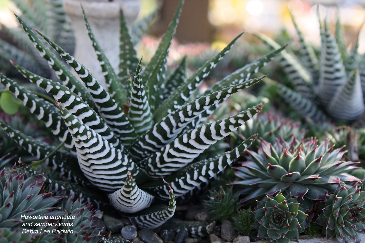 Create a Succulent Meditation Garden