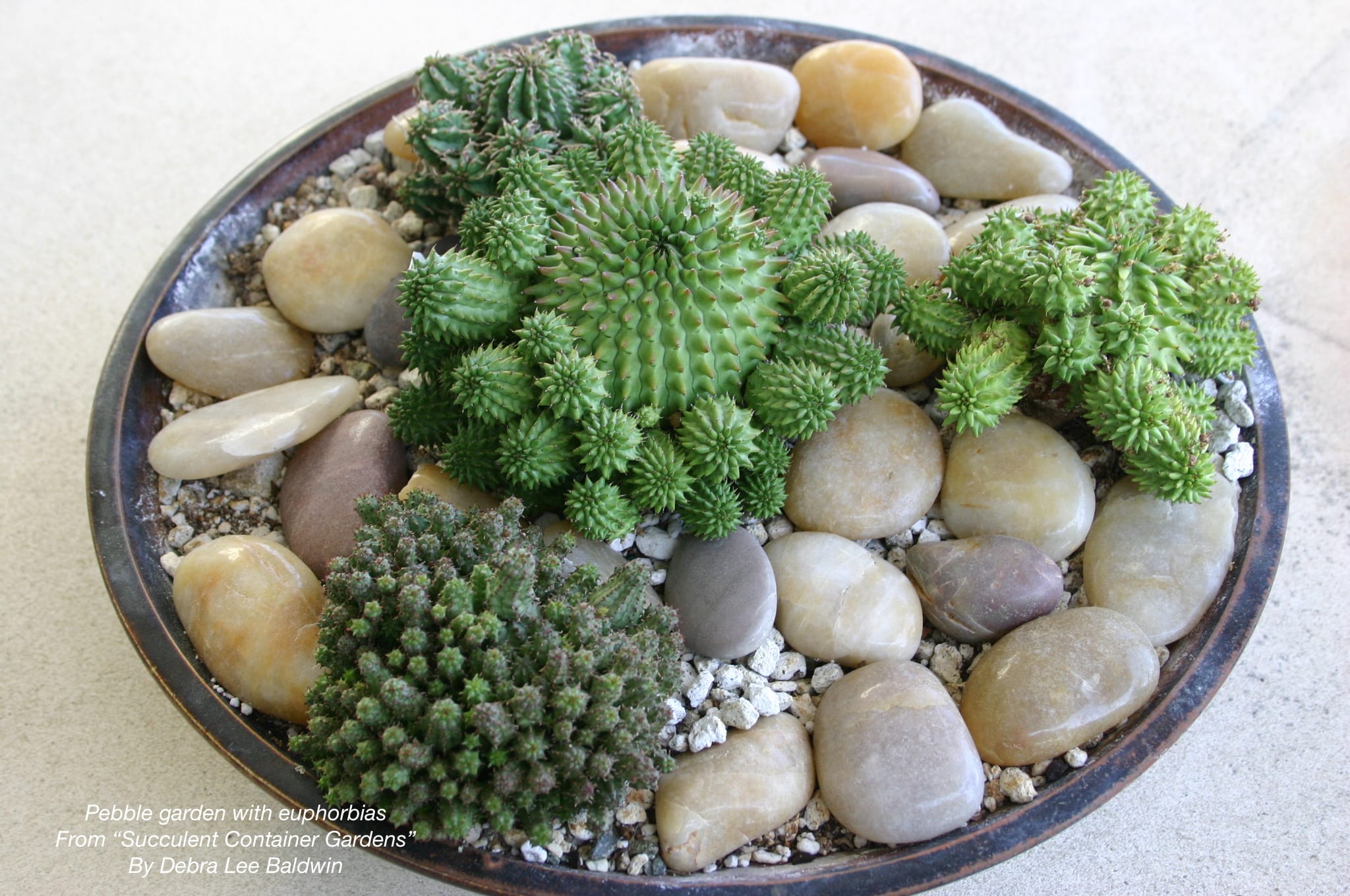Create a Succulent Meditation Garden