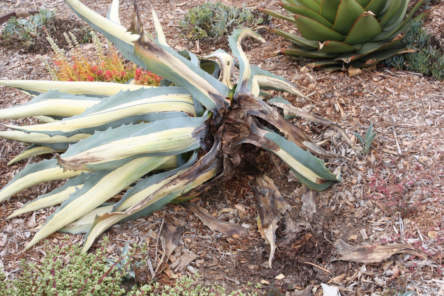 Agave Snout Weevil Prevention and Treatment - Debra Lee Baldwin