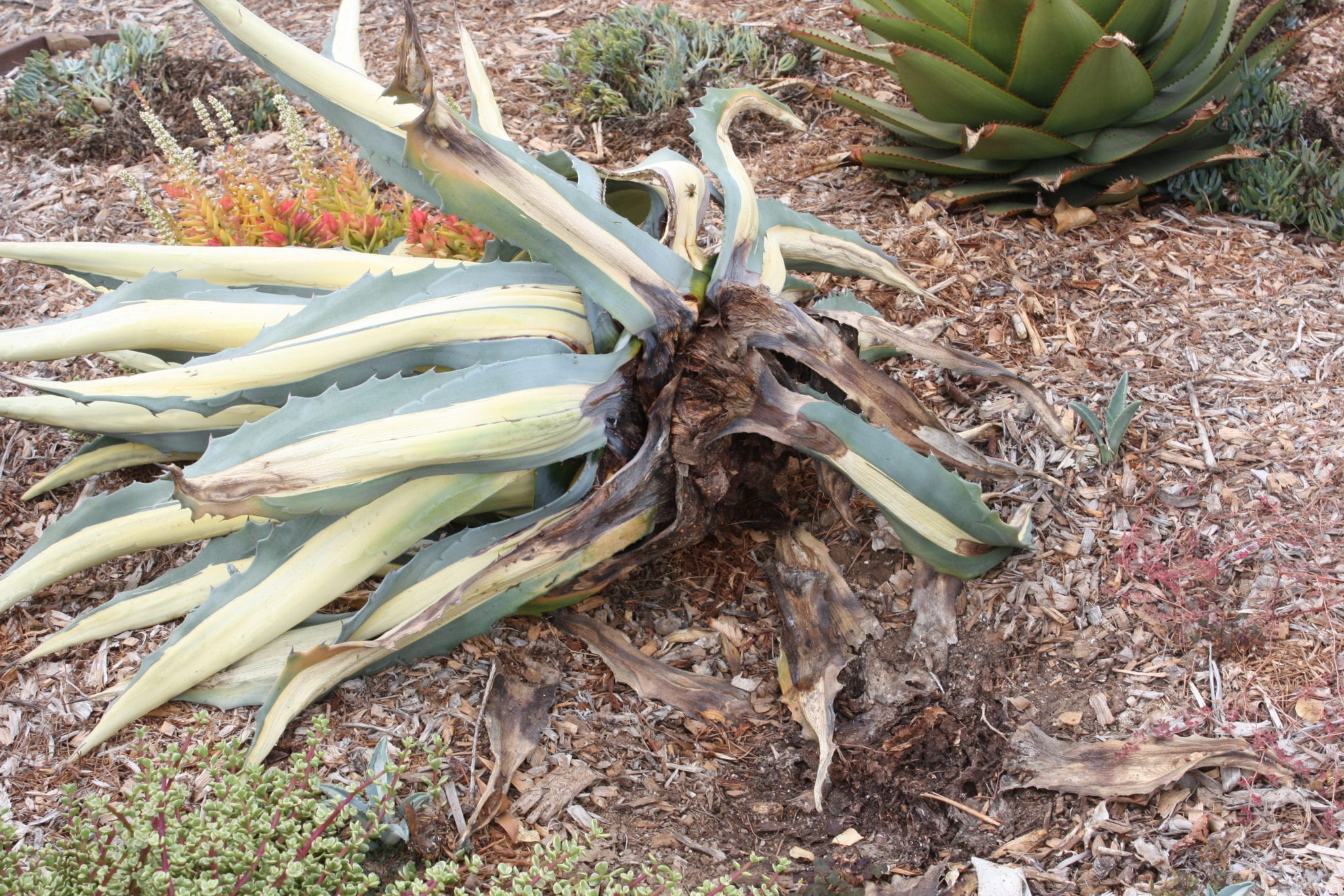 Agave Snout Weevil Prevention and Treatment - Debra Lee Baldwin