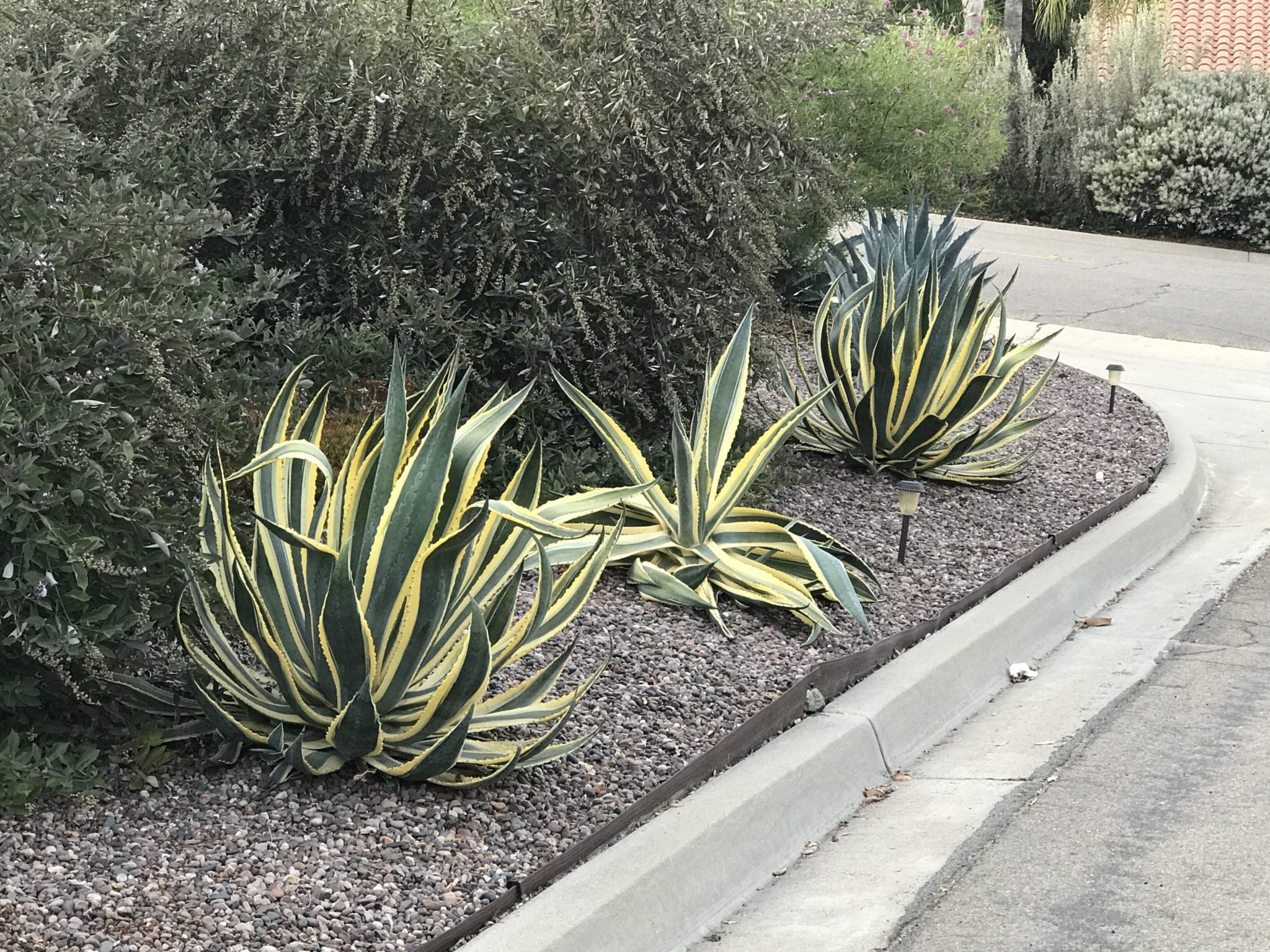 Agave Snout Weevil Prevention and Treatment - Debra Lee Baldwin