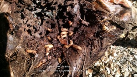 Agave Snout Weevil Prevention and Treatment - Debra Lee Baldwin