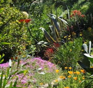 Spring in My Succulent Garden: Flowers Wow with Bold, Hot Hues