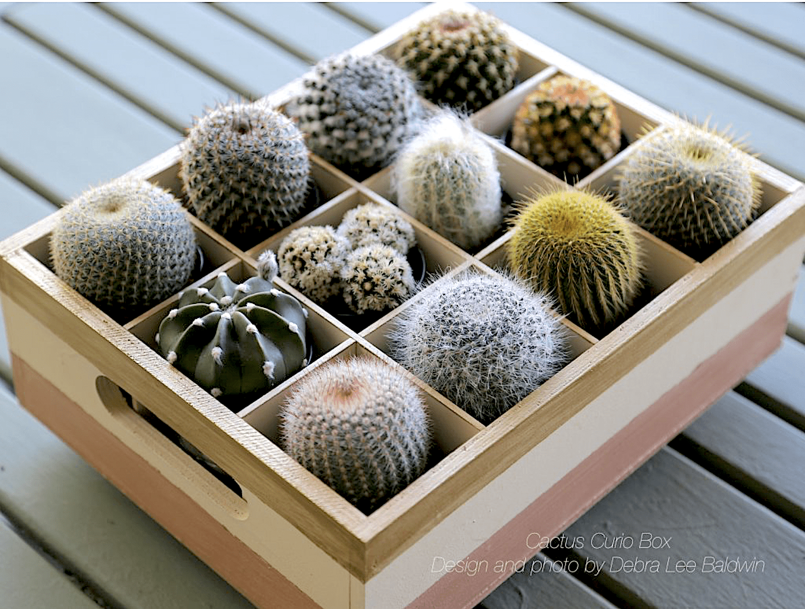 Why Cactus is Popular - Debra Lee Baldwin