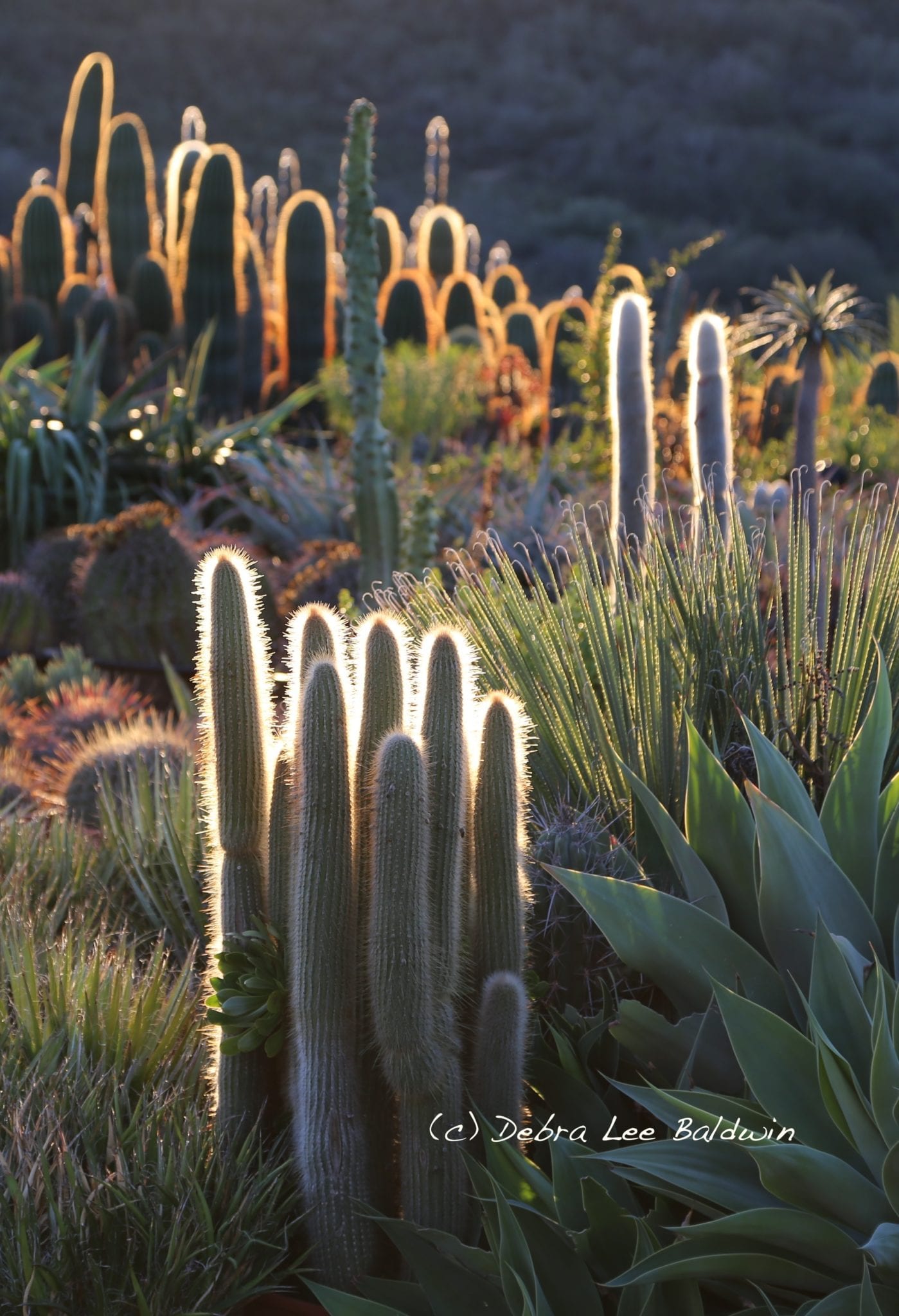 Why Cactus is Popular - Debra Lee Baldwin