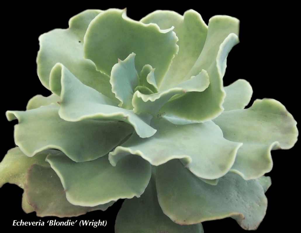 100+ Echeveria Photos, Labeled | Succulent Design in Gardens ...