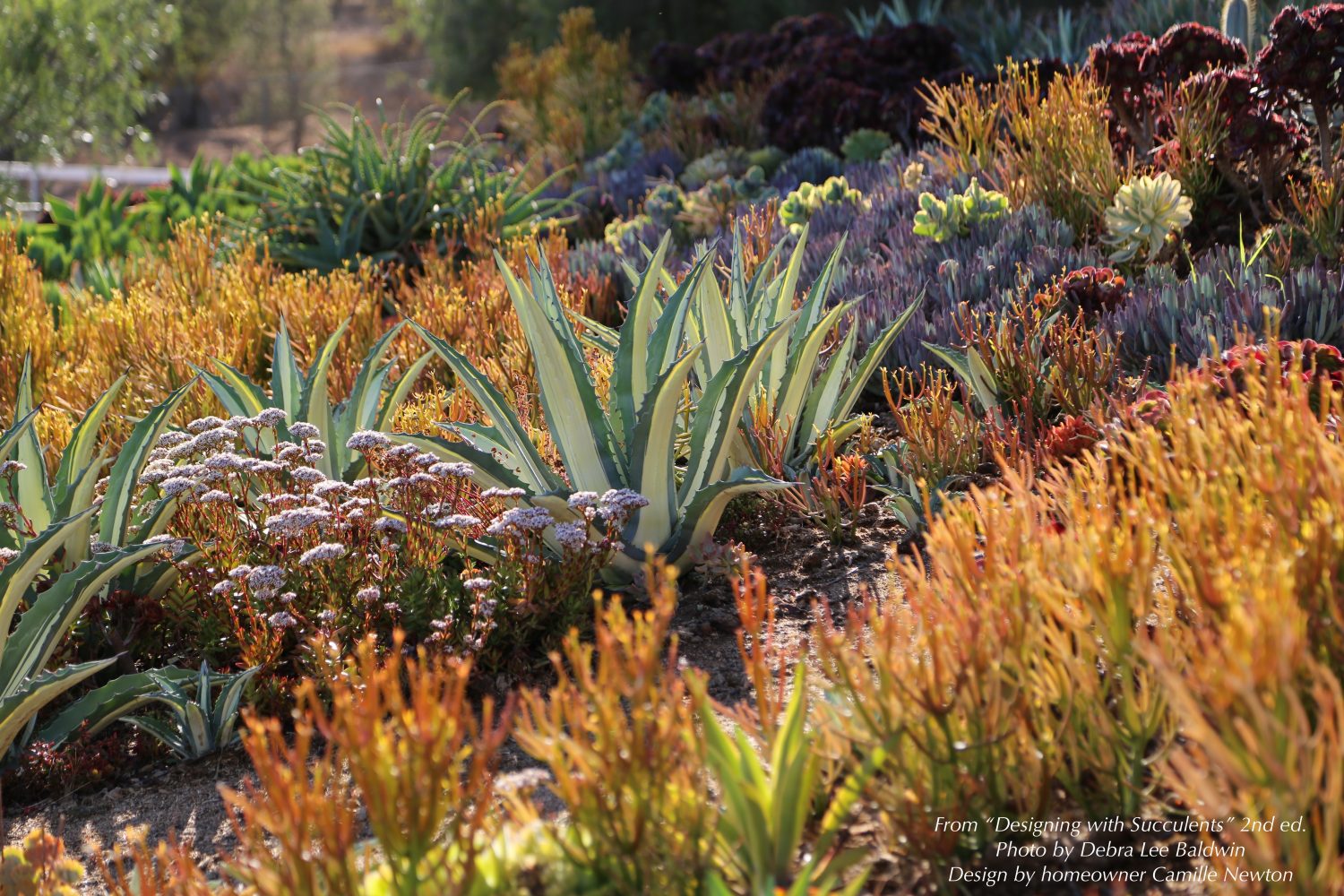 Firewise Landscaping With Succulents by Debra Lee Baldwin