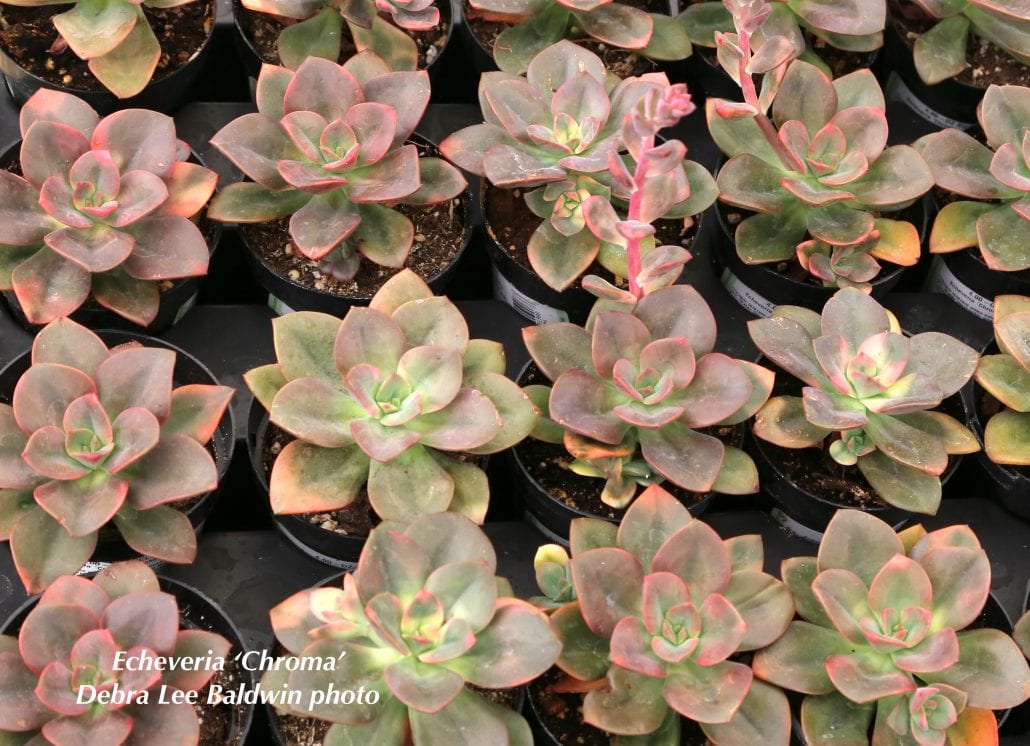 100+ Echeveria Photos, Labeled | Succulent Design in Gardens ...