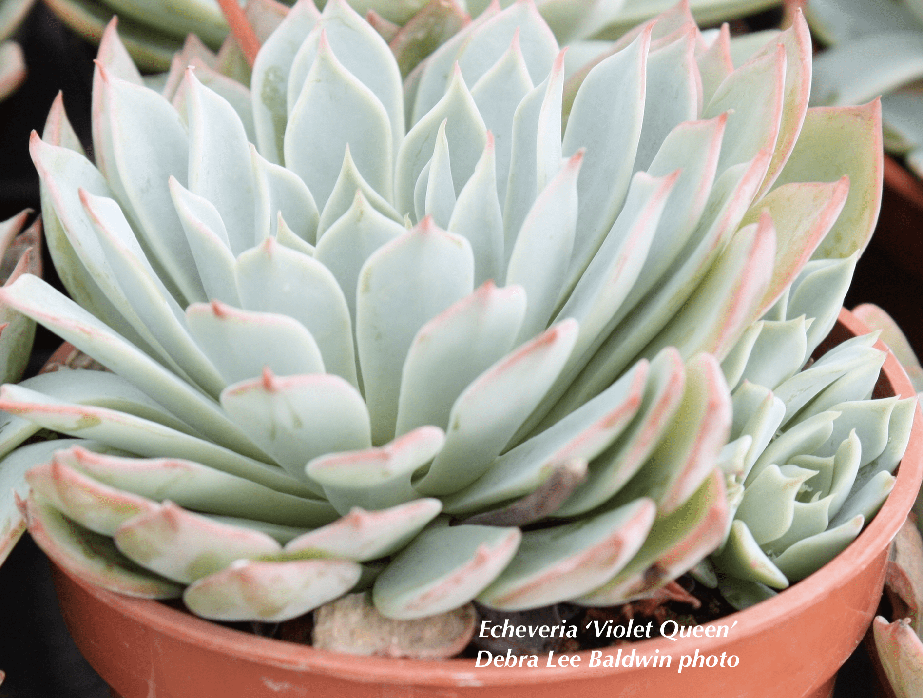 Echeveria Details, Photos & Varieties | Debra Lee Baldwin