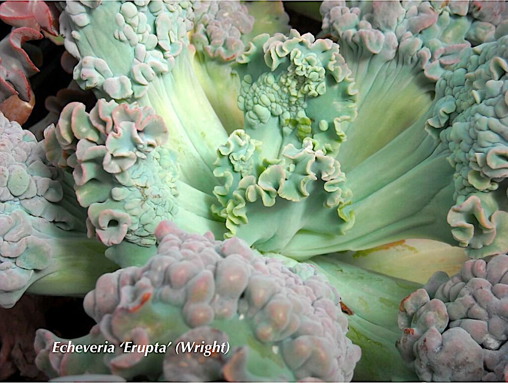 100+ Echeveria Photos, Labeled | Succulent Design in Gardens ...