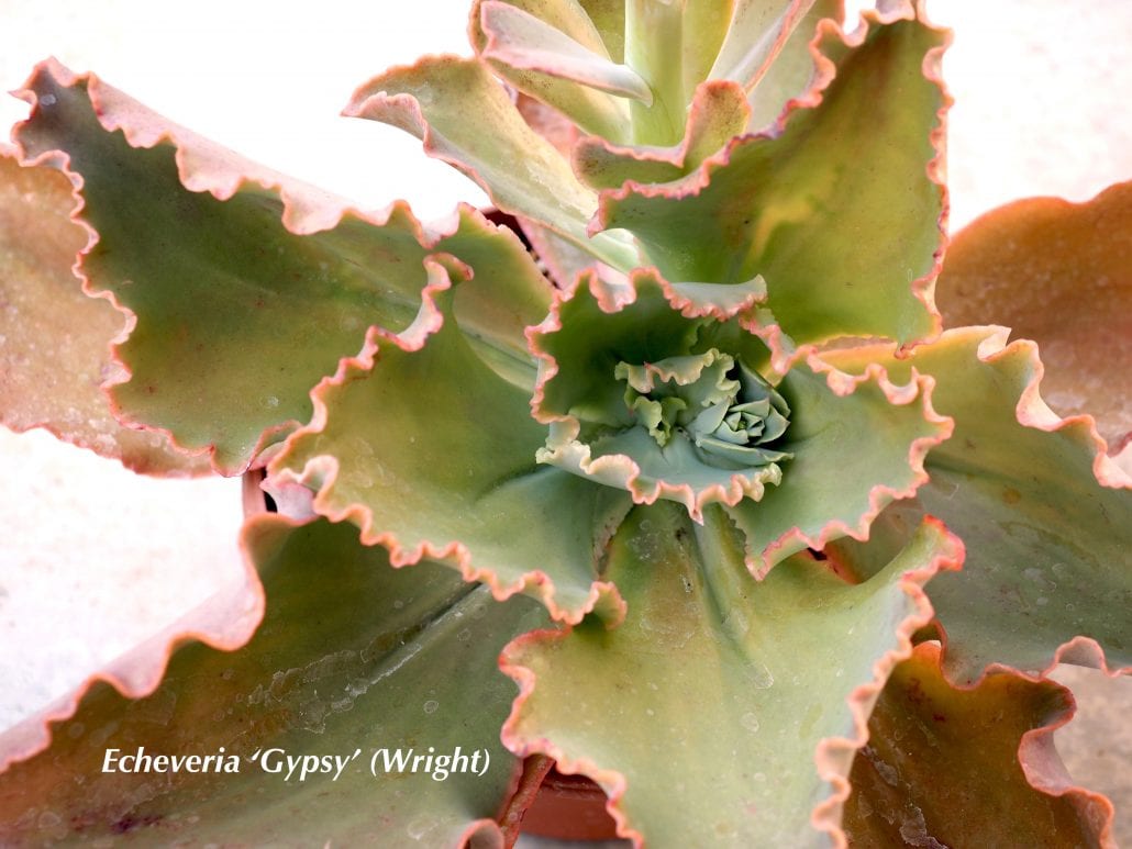 100+ Echeveria Photos, Labeled | Succulent Design in Gardens ...