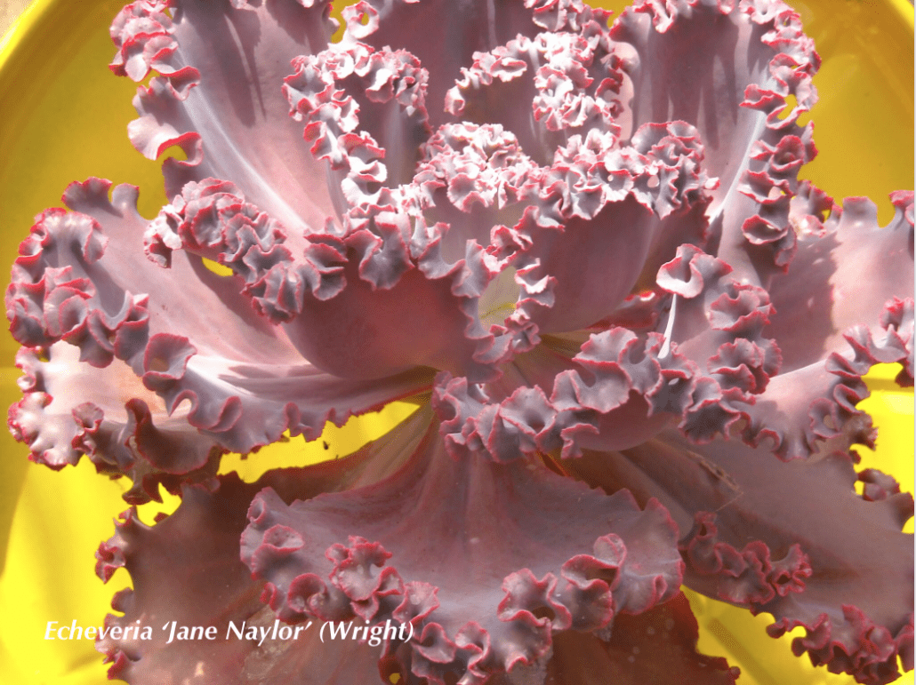 100+ Echeveria Photos, Labeled | Succulent Design in Gardens ...