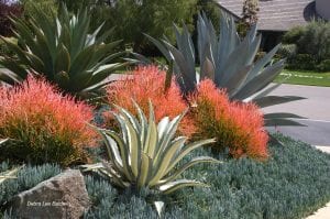 Agave Snout Weevil Prevention and Treatment - Debra Lee Baldwin