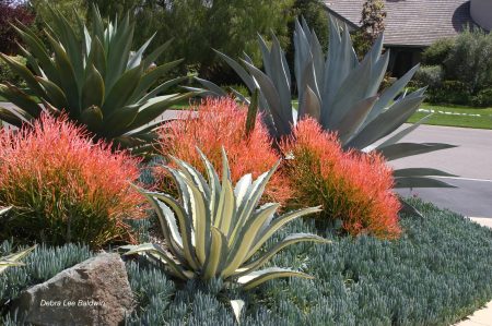 Agave Snout Weevil Prevention and Treatment - Debra Lee Baldwin