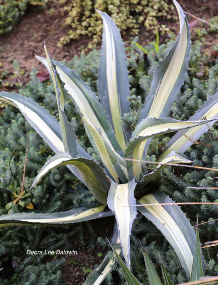 Agave Snout Weevil Prevention and Treatment - Debra Lee Baldwin