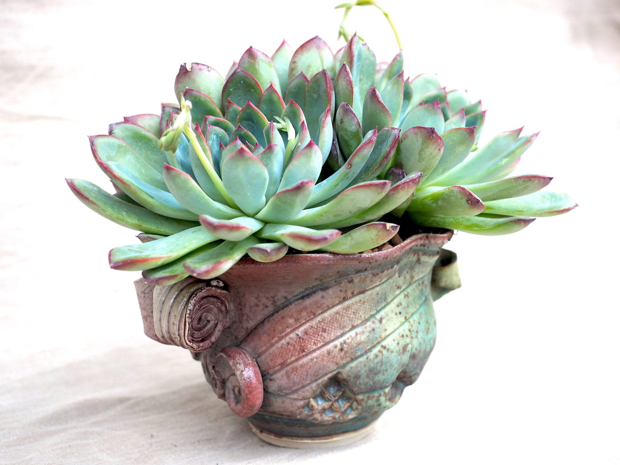 Perfect Succulent Art-Pot Pairings - Debra Lee Baldwin