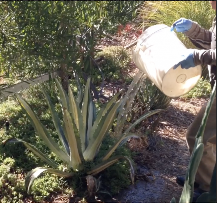 Agave Snout Weevil Prevention and Treatment - Debra Lee Baldwin