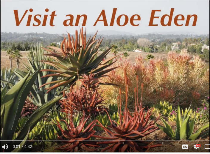 Midwinter Succulent Show: Big Aloes In Bloom - Debra Lee Baldwin