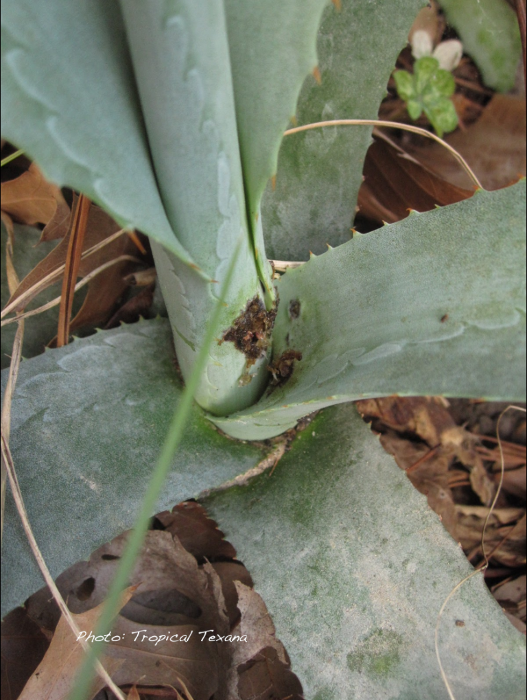 Agave Snout Weevil Prevention and Treatment - Debra Lee Baldwin